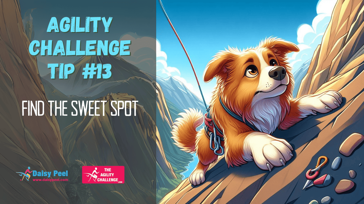 Agility Challenge Tip #13 - Find The Sweet Spot - Daisy Peel
