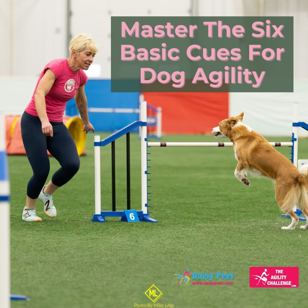 Dog Agility Courses for All Levels | Daisy Peel